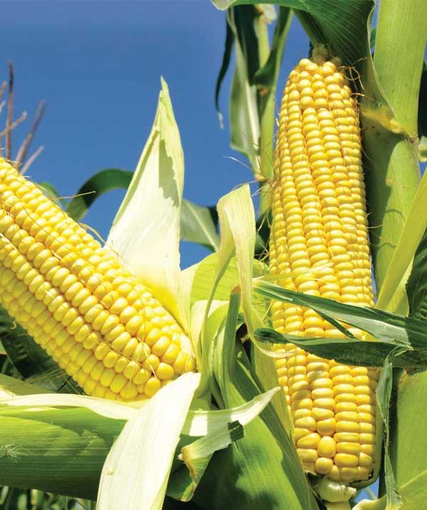 Delta Agrigenetics Pvt. Ltd.